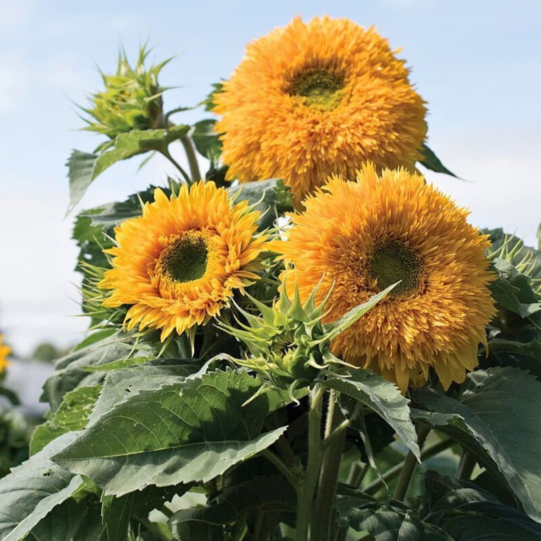 20 Goldy Double Sunflower Seeds. Ships Free - Etsy