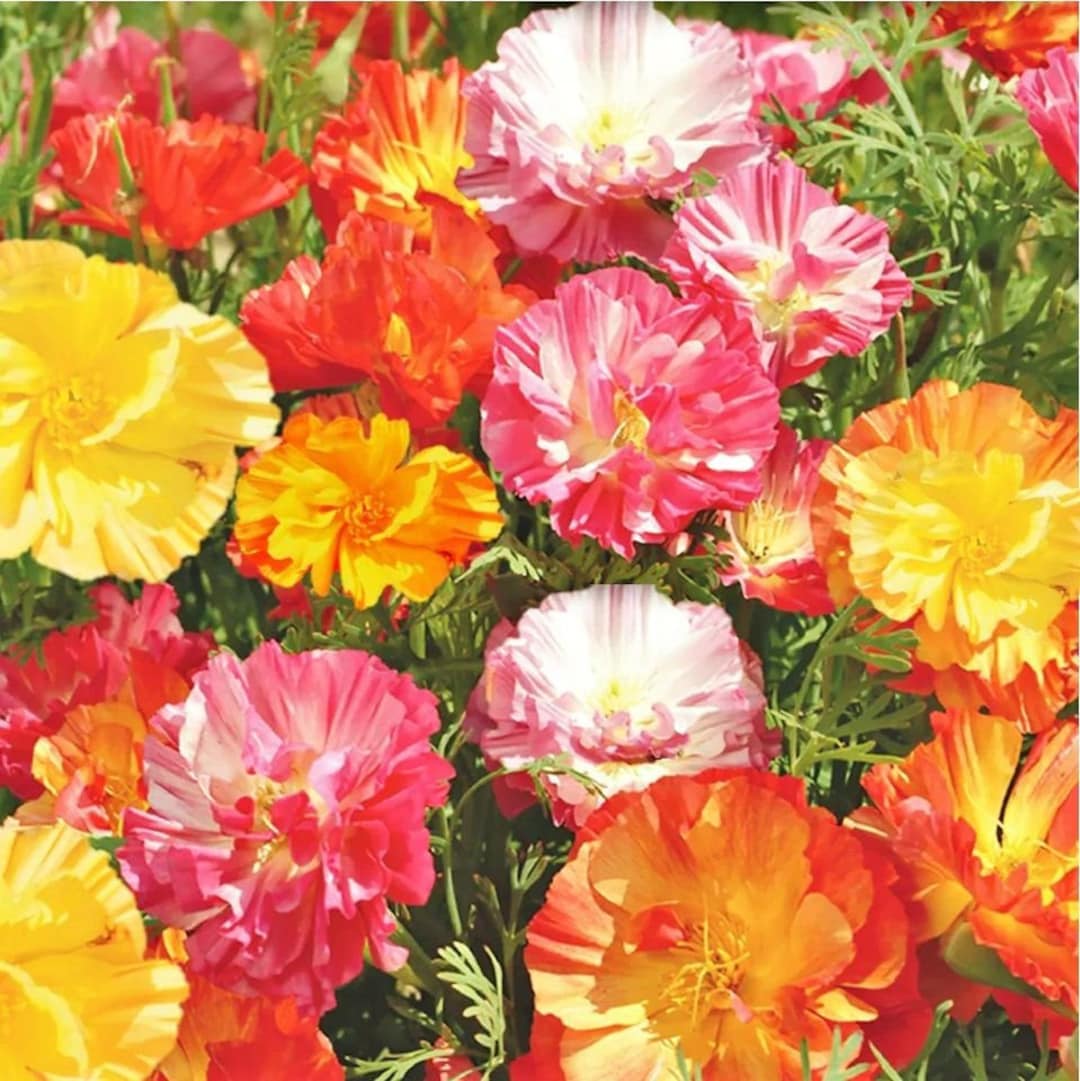 100 California Ballerina Poppy Mix Seeds. Free Shipping - Etsy