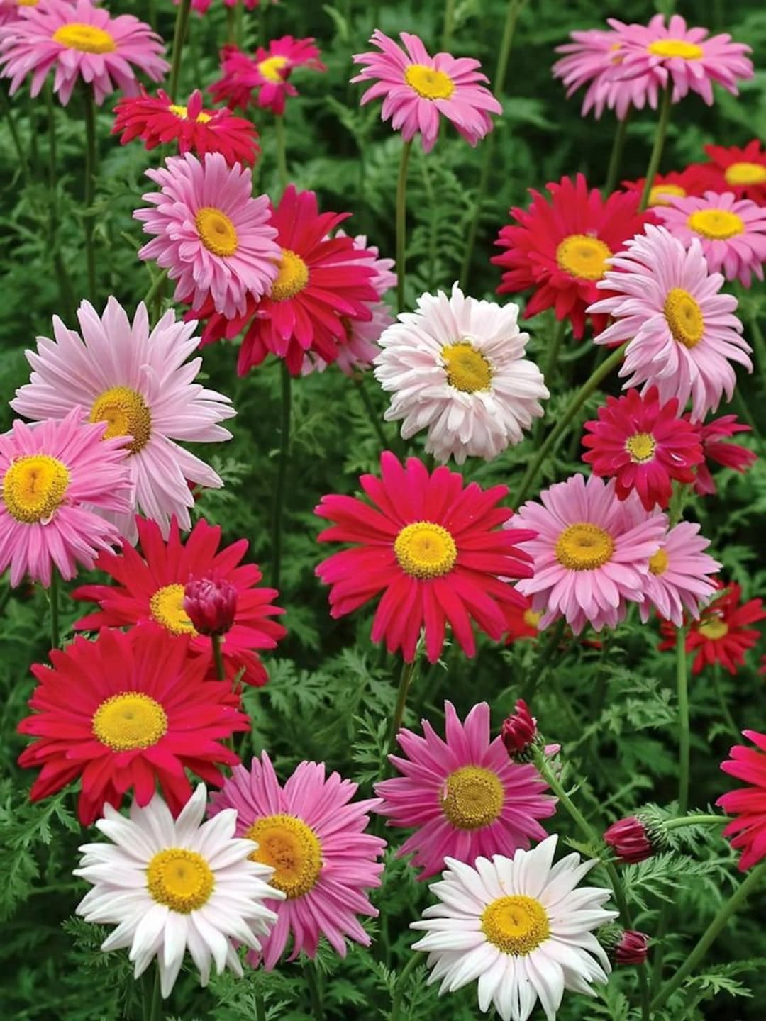 200 Painted Daisy Mix Seeds. Free Shipping - Etsy