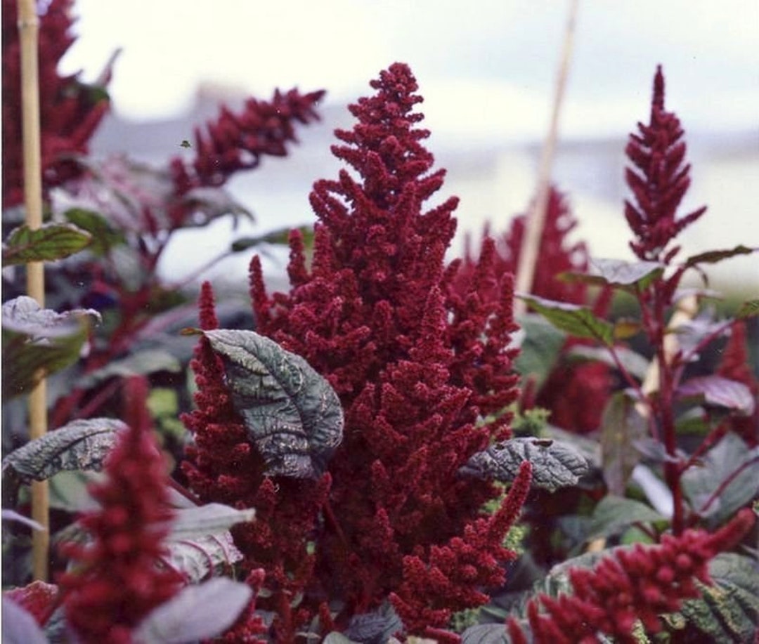 50 Red Spike Amaranthus Seeds. Free Shipping - Etsy