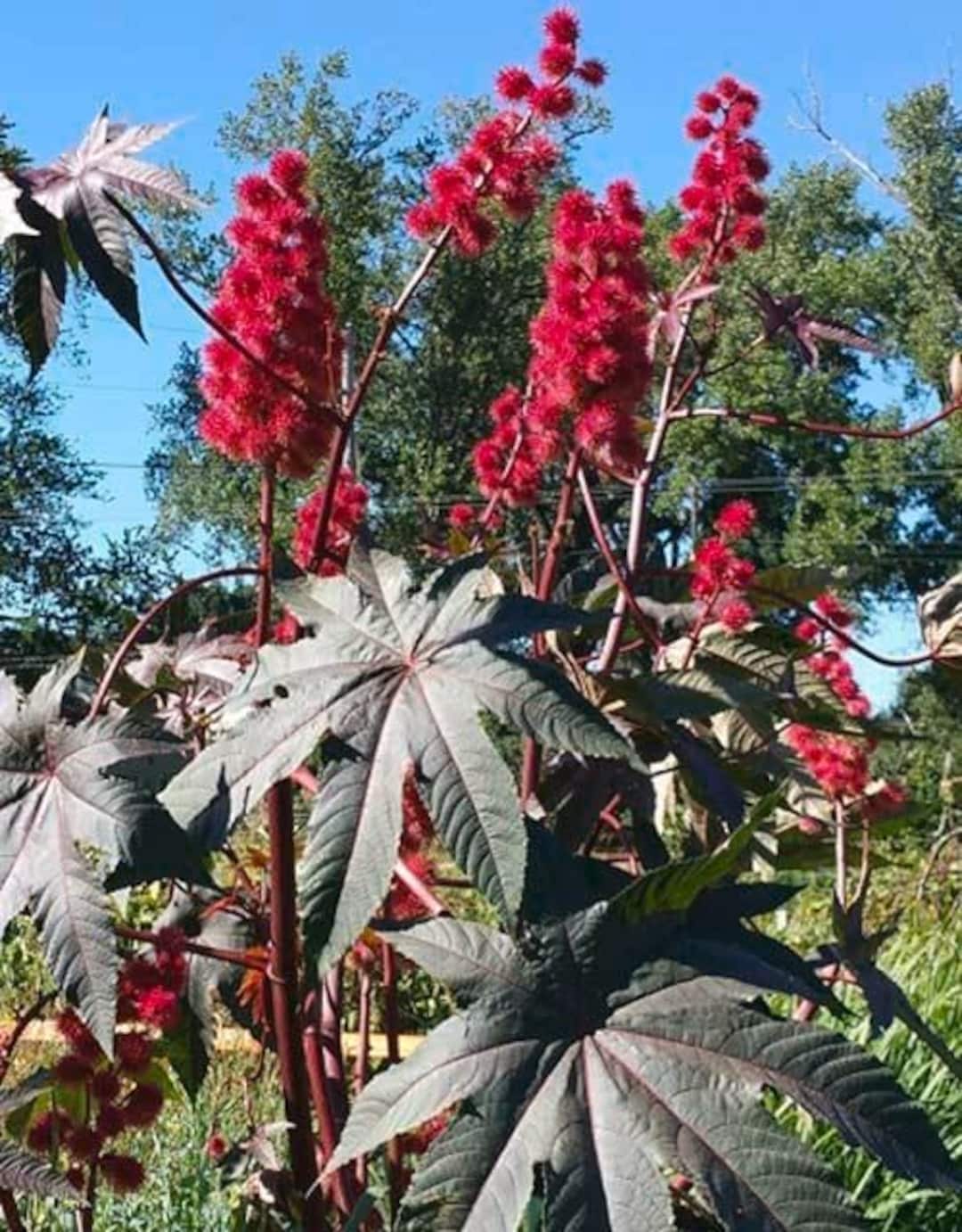 50 Red Wonder Tree Castor Pods Exotic Seeds. Ships Free - Etsy