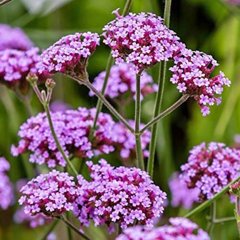 Verbena Seeds - Etsy