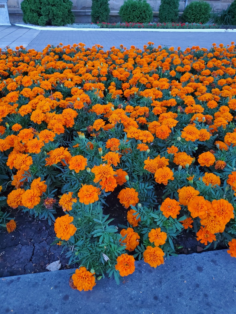 200 Gypsy Orange and Yellow Dwarf Marigold Seed Mix. Ships Free - Etsy
