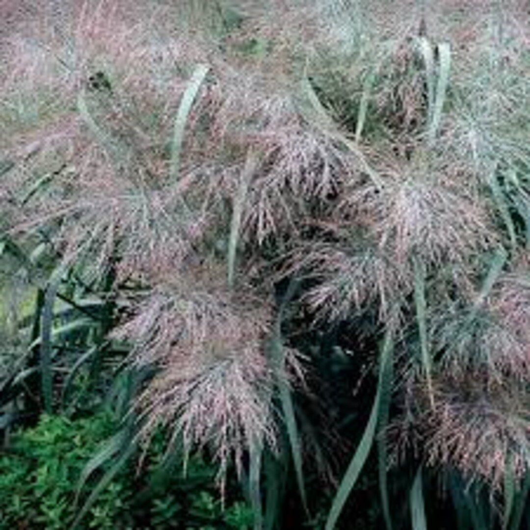 500 Dallas Blues Switchgrass Seeds. Ships Free. - Etsy