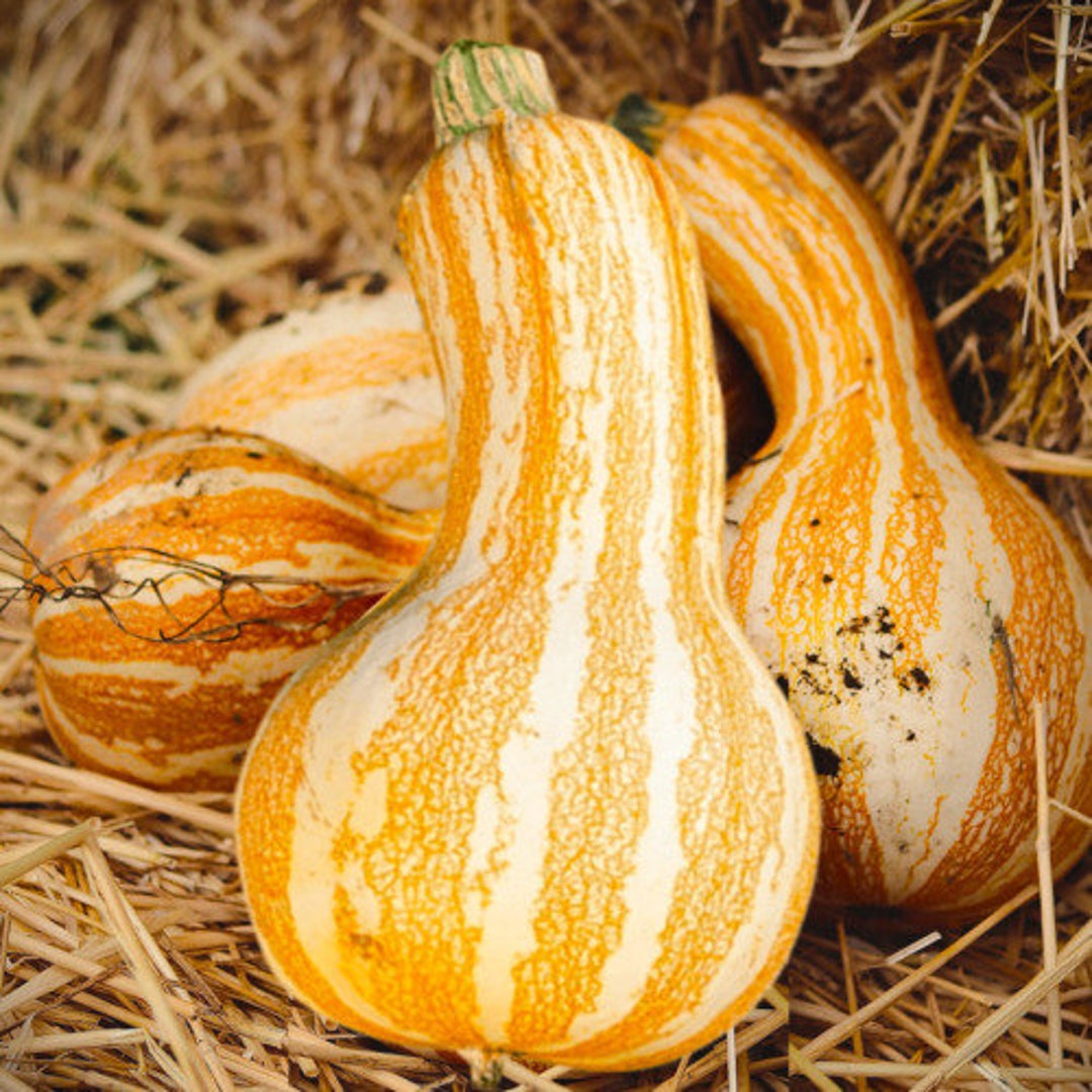 10 Orange Striped Cushaw Squash Seeds. Ships Free - Etsy