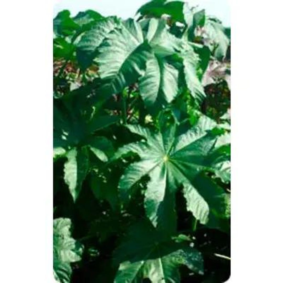 50 Giant Zanzibar Wonder Tree Exotic Castor Pods Seeds. Ships Free - Etsy