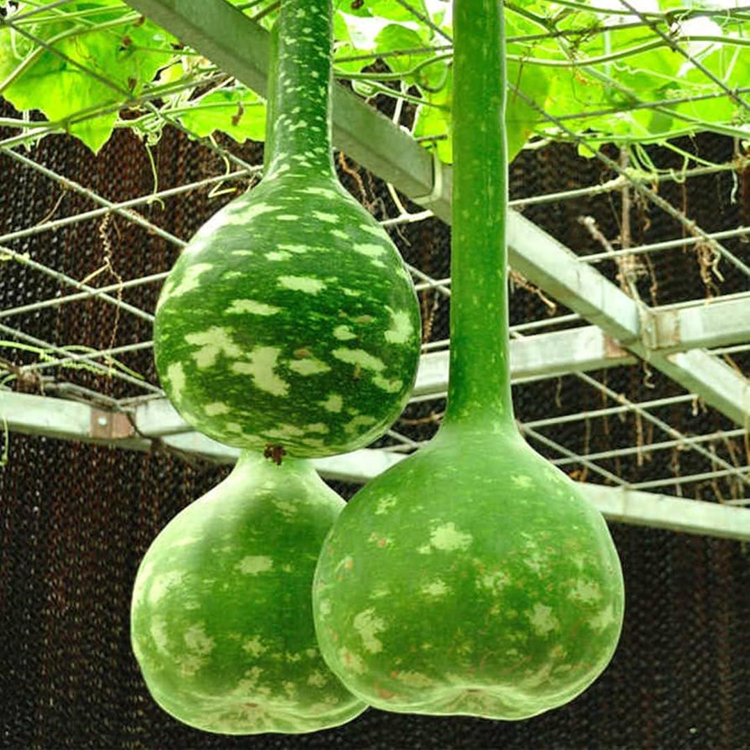10 Dipper Gourd Seeds. Organic. Ships Free. - Etsy