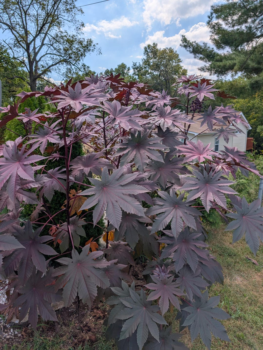 15 Purple Wonder Tree Exotic Castor Pods Seeds. Ships Free - Etsy