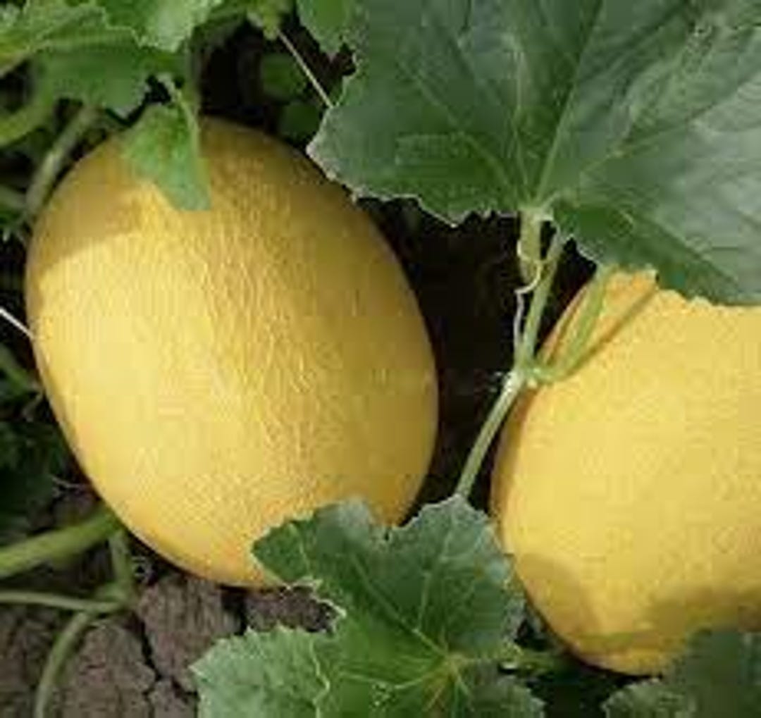 10 Golden Hami Melon Seeds. Ships Free - Etsy