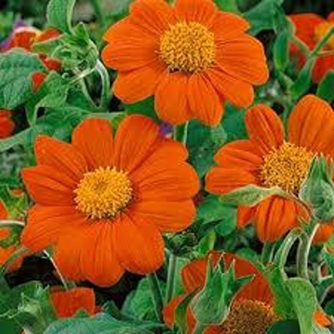 100 Fiesta Del Sol Tithonia Dwarf Seeds. Ships Free. - Etsy