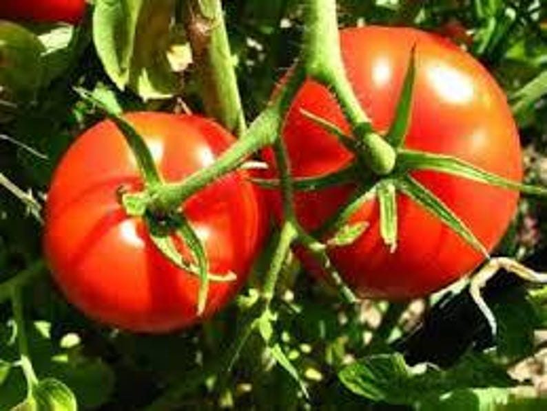 50 Marglobe Supreme Tomato Seeds. Ships Free - Etsy