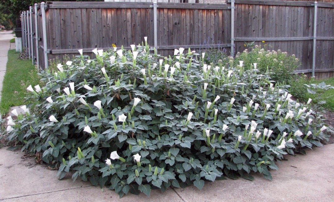 100 White Angel's Trumpet Datura Seeds. Ships Free - Etsy