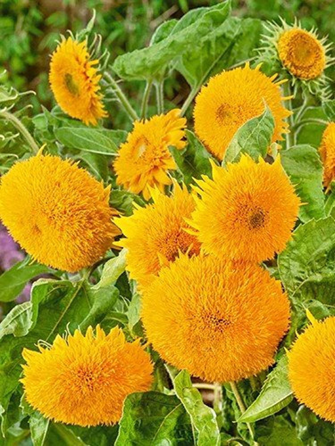 50 Dwarf Sungold Double Sunflower Seeds. Ships Free - Etsy