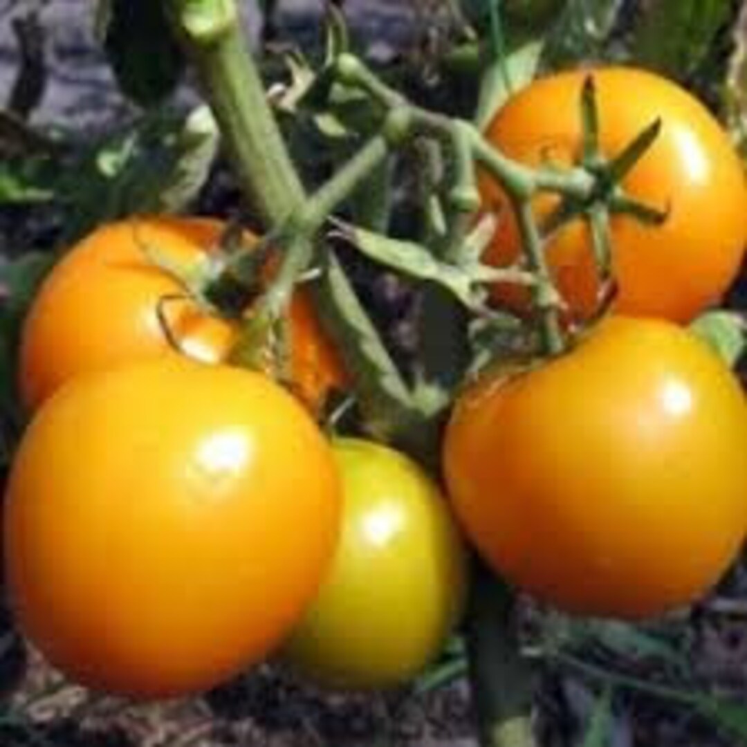 50 Golden Boy Tomato Seeds. Ships Free - Etsy