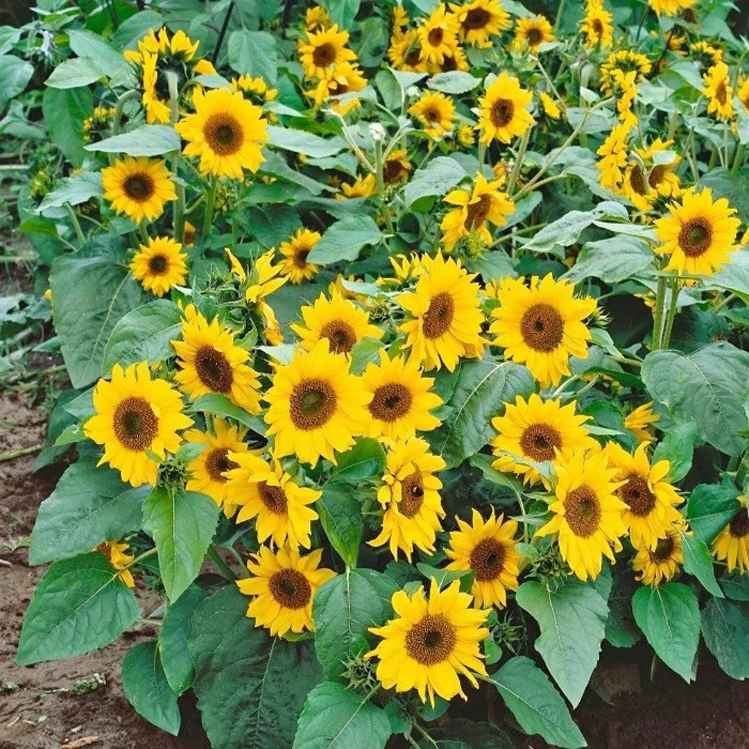 50 Junior Dwarf Sunflower Seeds. Ships Free - Etsy