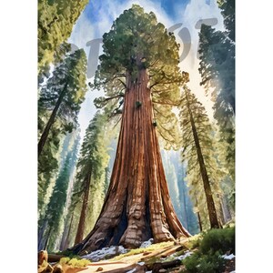 Sequoia Watercolor Art Print - National Park Gifts, General Sherman ...