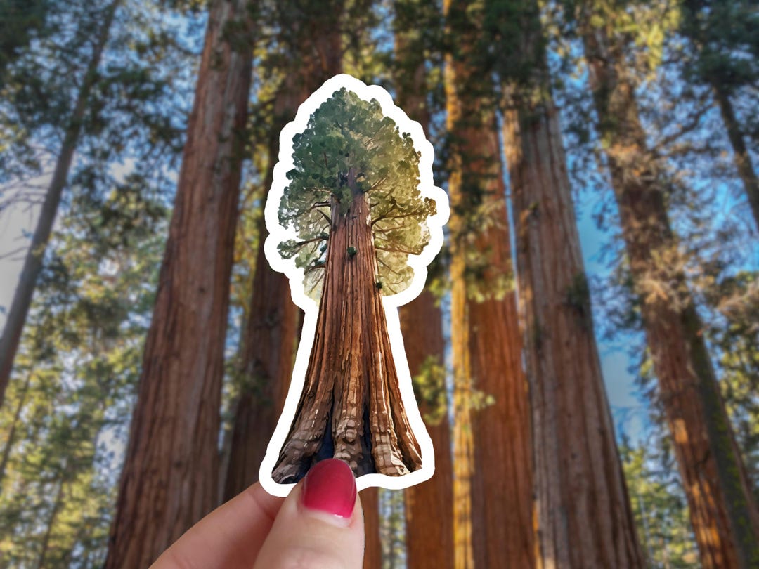 Sequoia Sticker - California, National Park Sticker, General Sherman ...