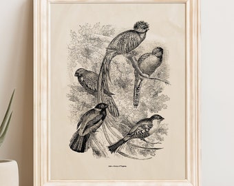 Vintage Nighthawk 1800s Science Illustration Printable Instant Download ...