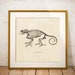 Vintage Chameleon Skeleton 1800s Science Illustration Printable Instant ...
