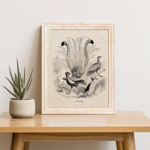 Vintage Lyre Birds 1800s Science Illustration Printable Instant ...