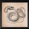 Vintage Adder and Ringed Snake 1800s Science Illustration Printable ...