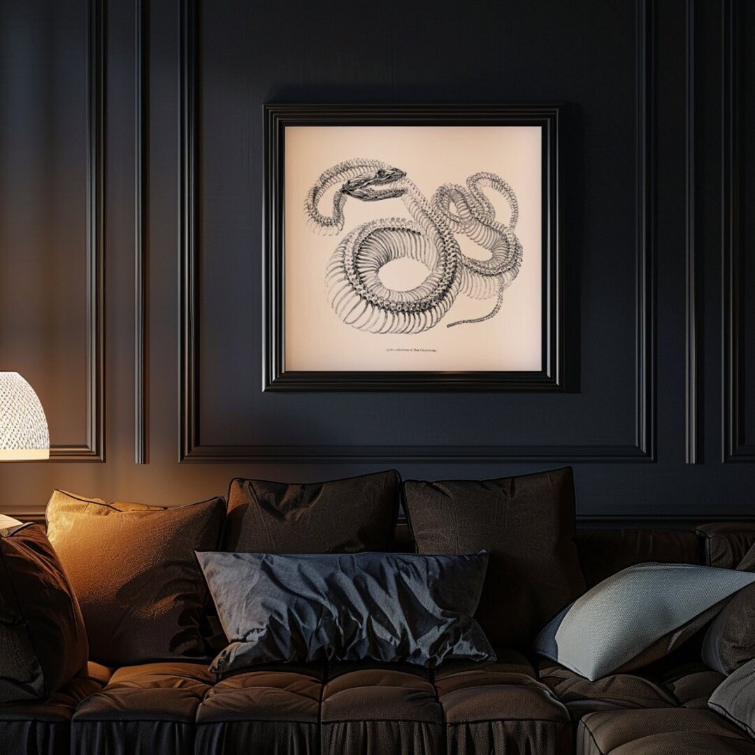 Vintage Boa Constrictor Snake Skeleton 1800s Science Illustration ...