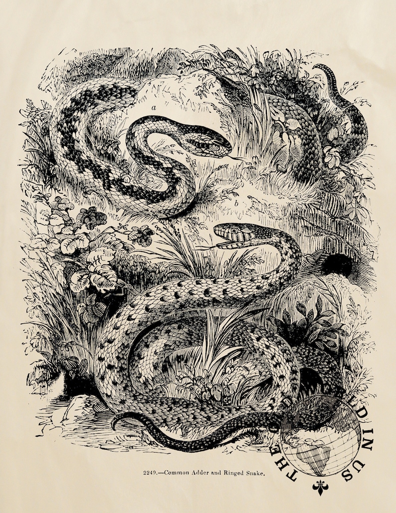 Vintage Adder and Ringed Snake 1800s Science Illustration Printable ...