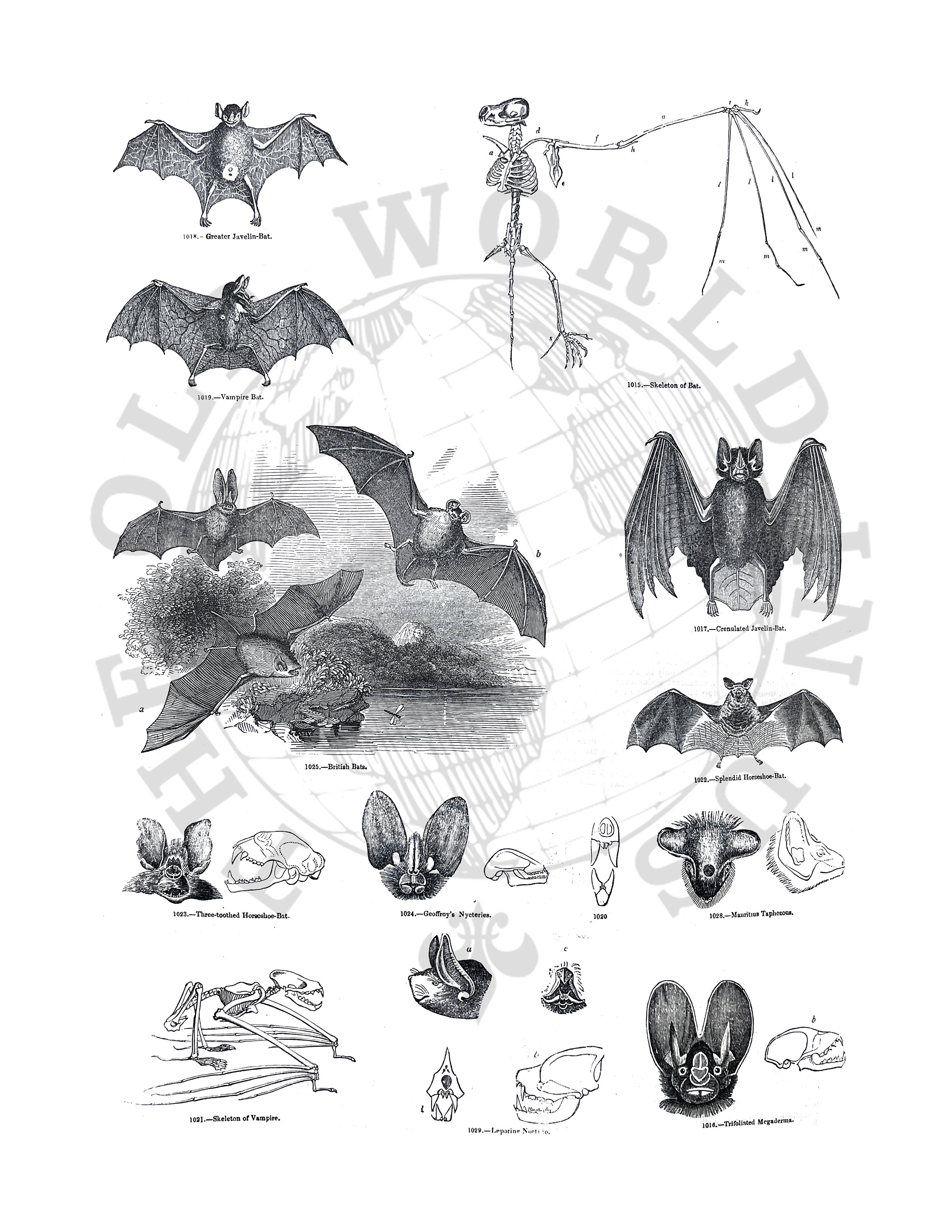 Vintage Bats 1800s Anatomy Science Illustration Printable Instant ...