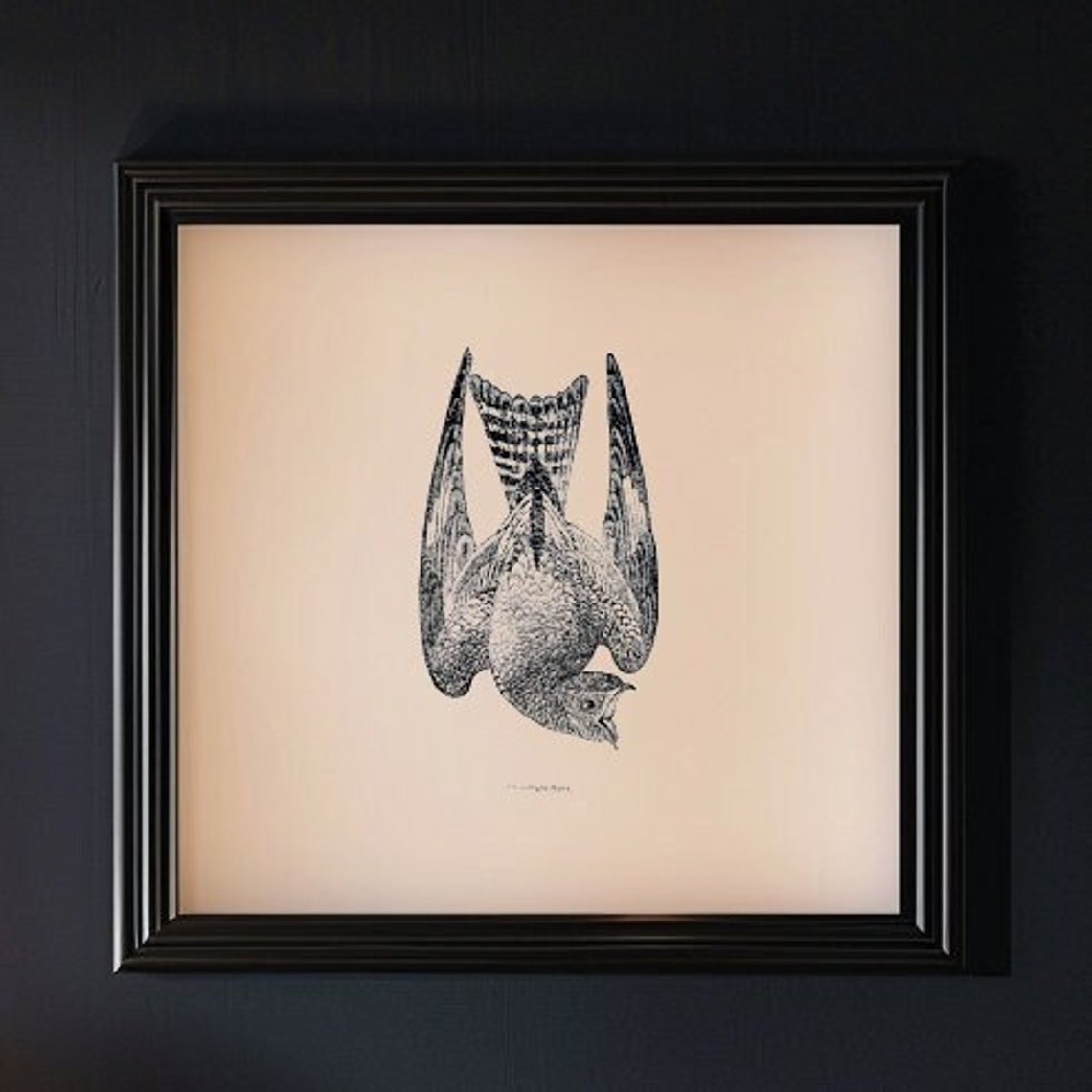 Vintage Nighthawk 1800s Science Illustration Printable Instant Download ...