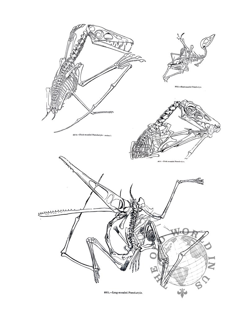 Vintage Pterodactyl Fossil Anatomy Early Paleontology 1800s Science ...