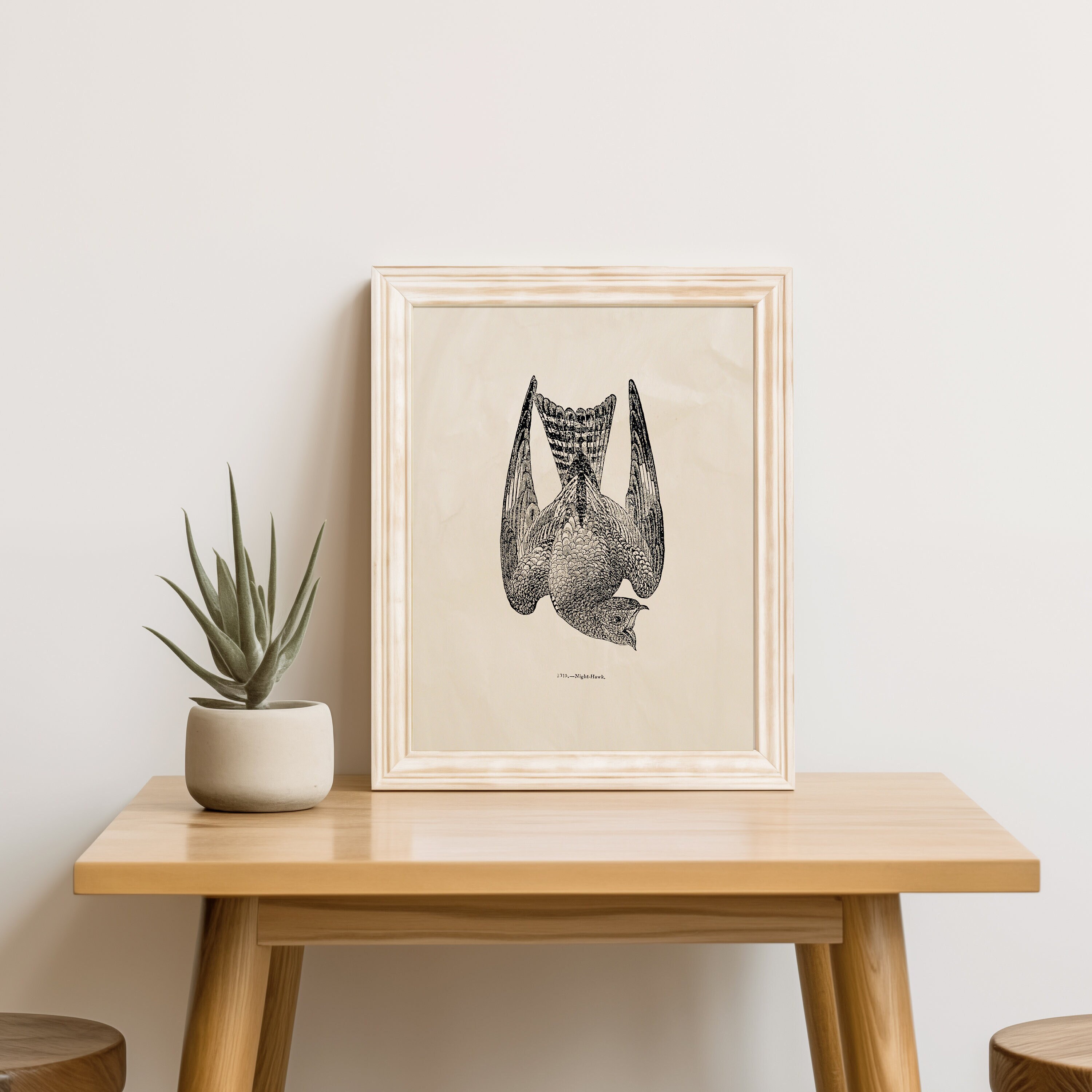 Vintage Nighthawk 1800s Science Illustration Printable Instant Download ...