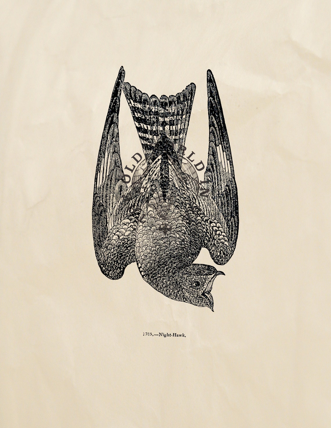 Vintage Nighthawk 1800s Science Illustration Printable Instant Download ...