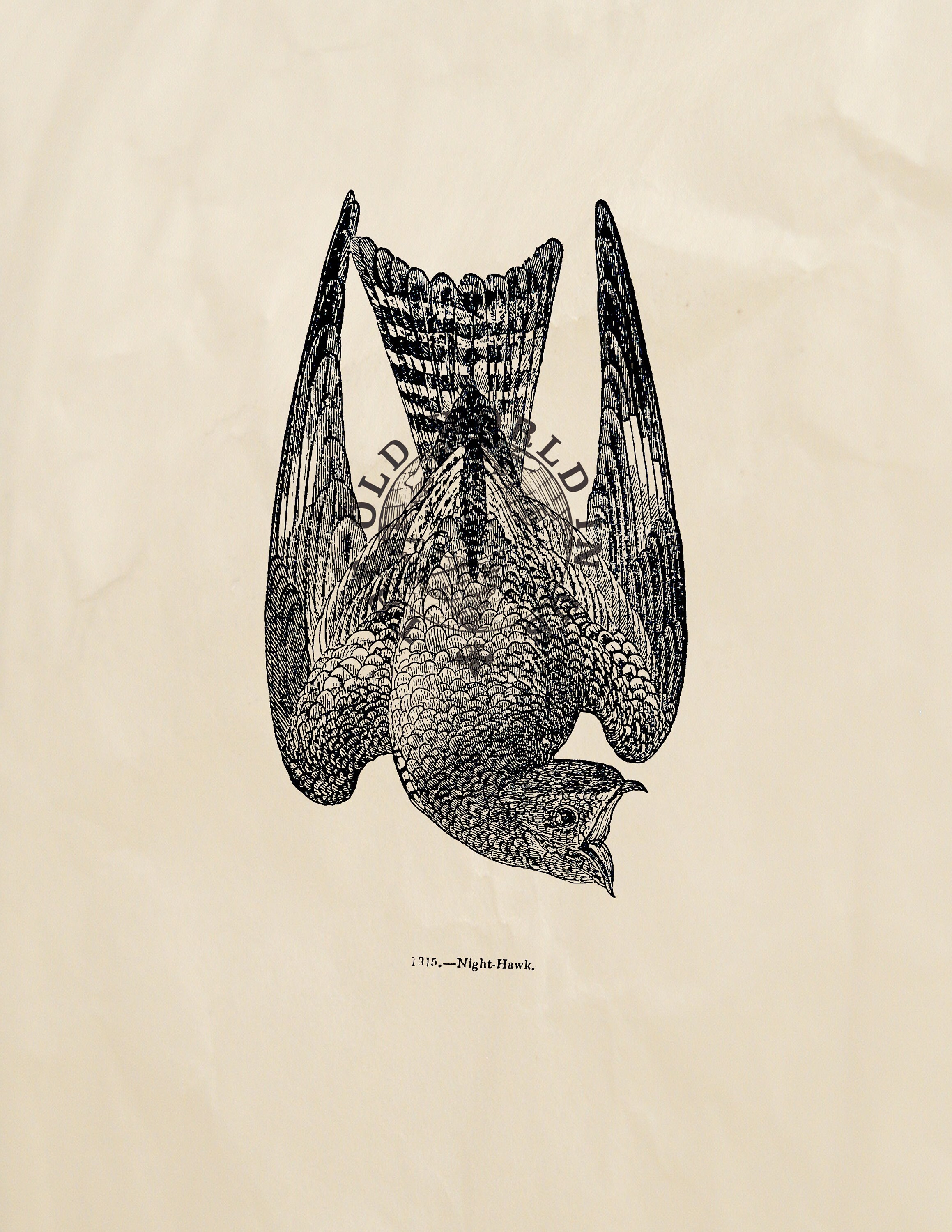 Vintage Nighthawk 1800s Science Illustration Printable Instant Download ...