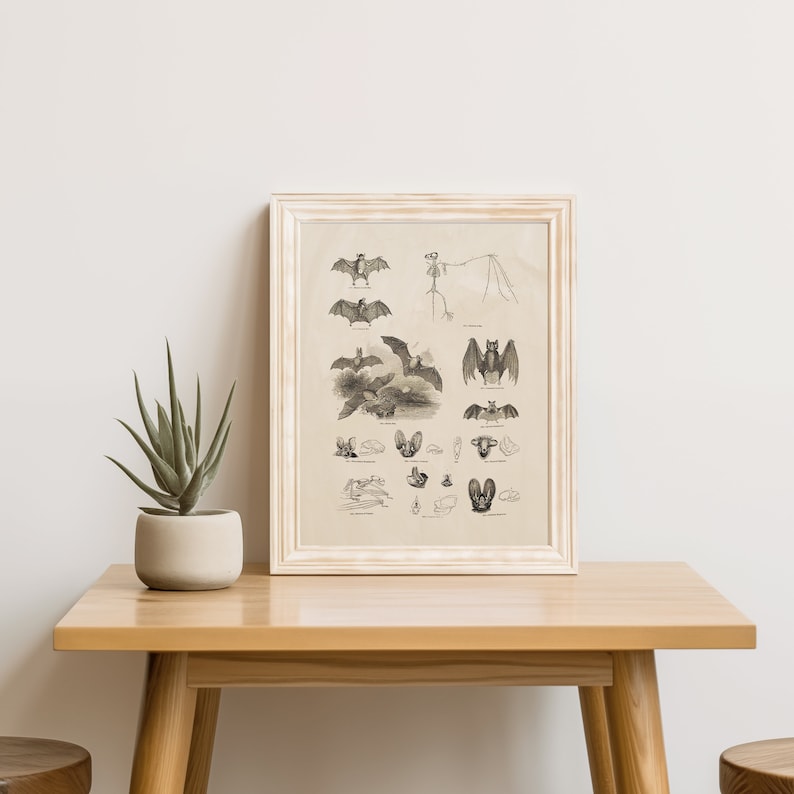 Vintage Bats 1800s Anatomy Science Illustration Printable Instant ...