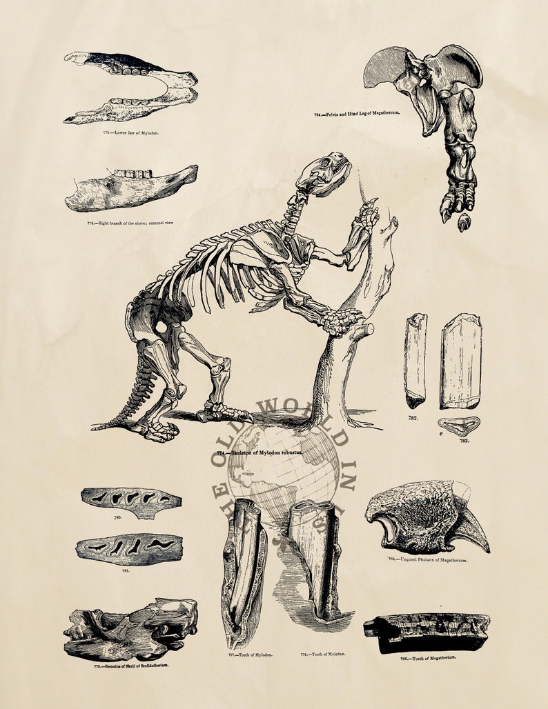 Vintage Mylodon Robustus Giant Ground Sloth 1800s Science Illustration ...