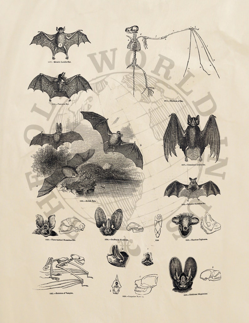 Vintage Bats 1800s Anatomy Science Illustration Printable Instant ...