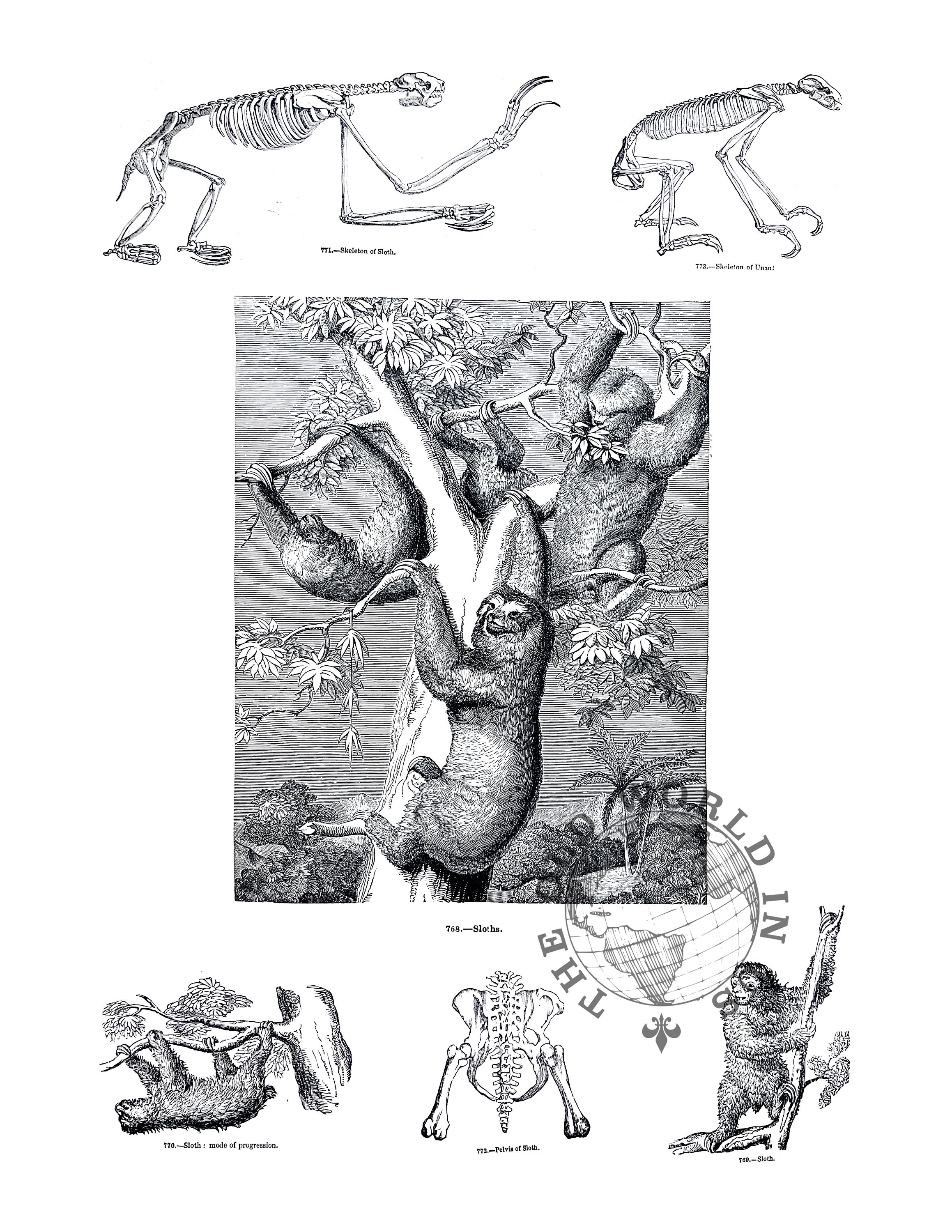 Vintage Sloth 1800s Anatomy Science Illustration Printable Instant ...