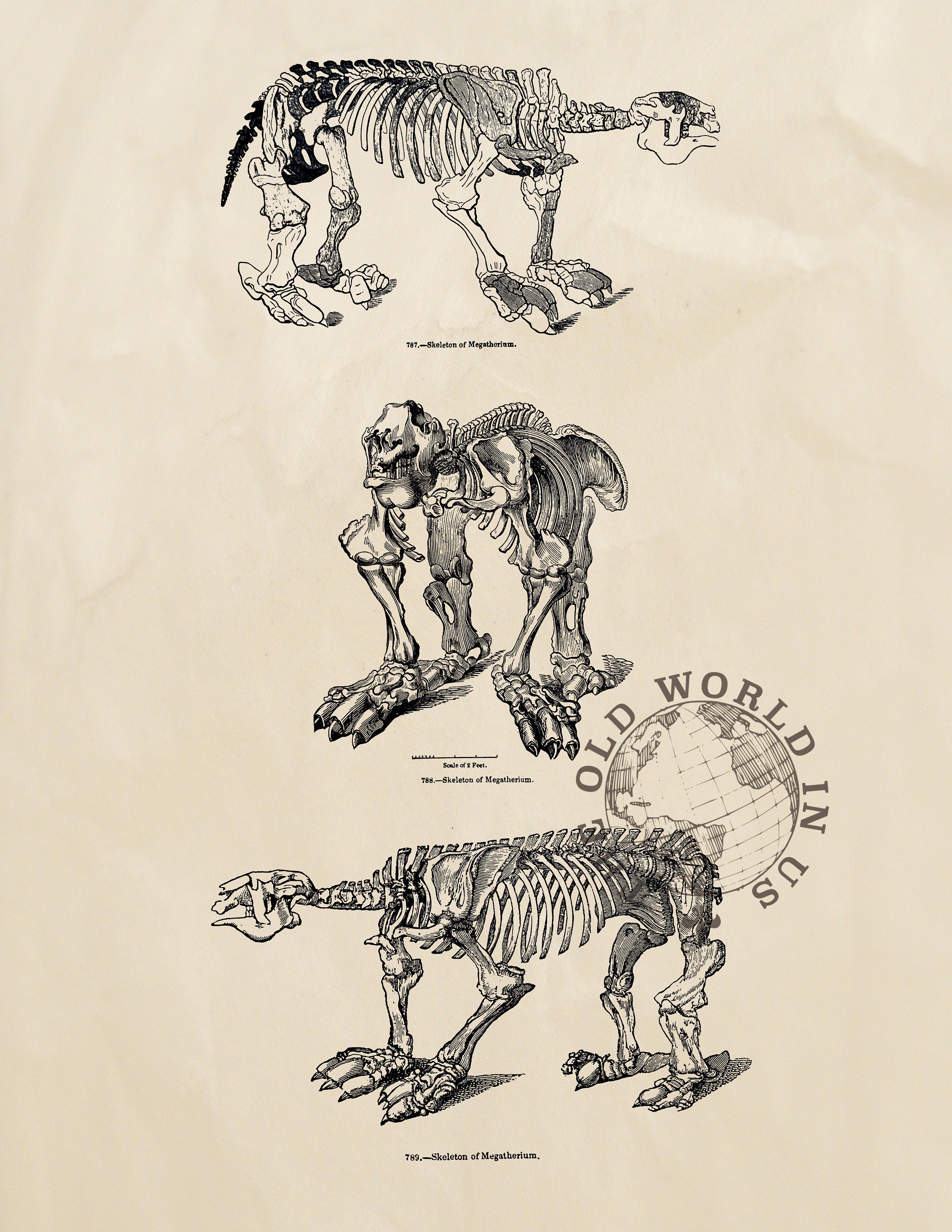 Vintage Megatherium Giant Ground Sloth 1800s Science Illustration ...