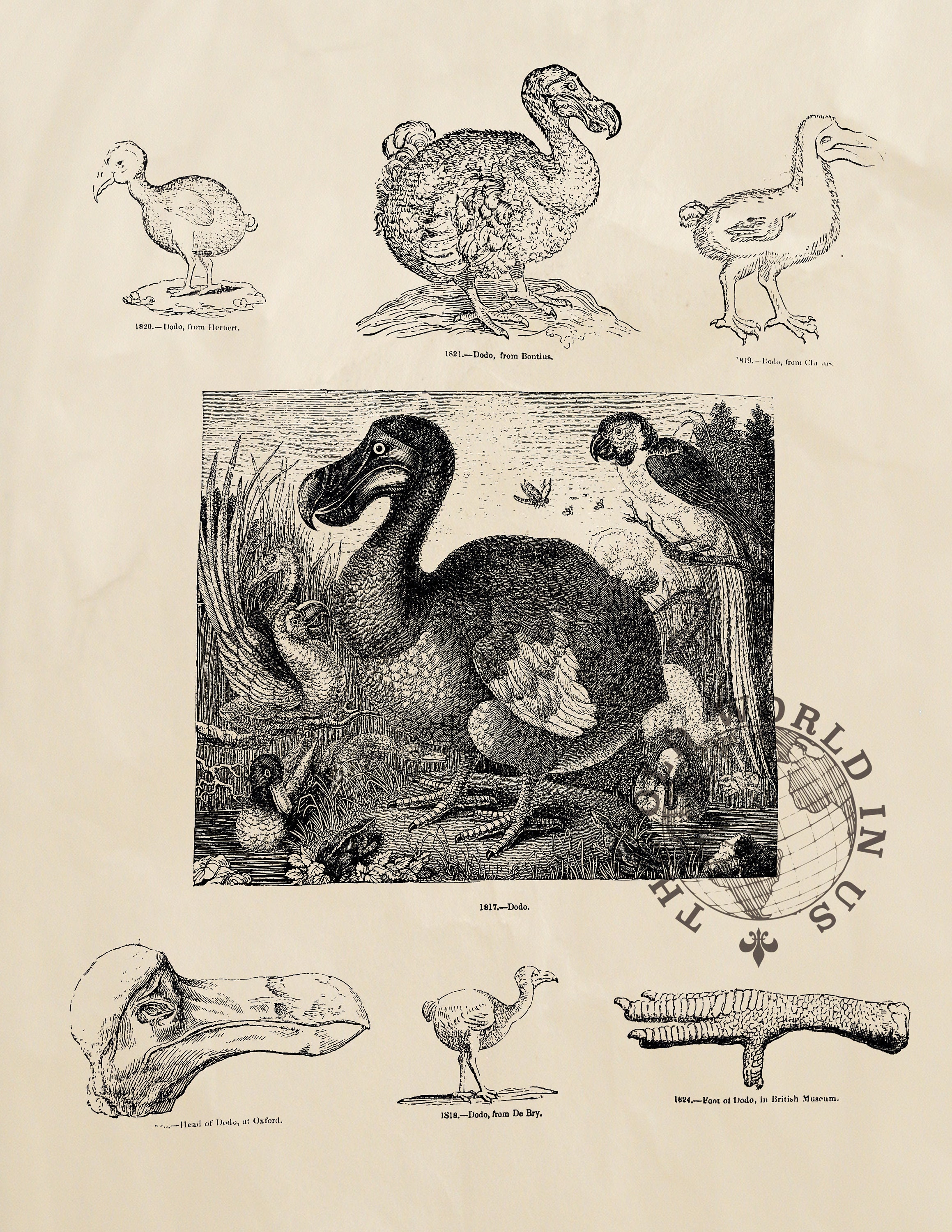 Vintage Dodo Bird 1800s Science Illustration Printable Instant Download ...