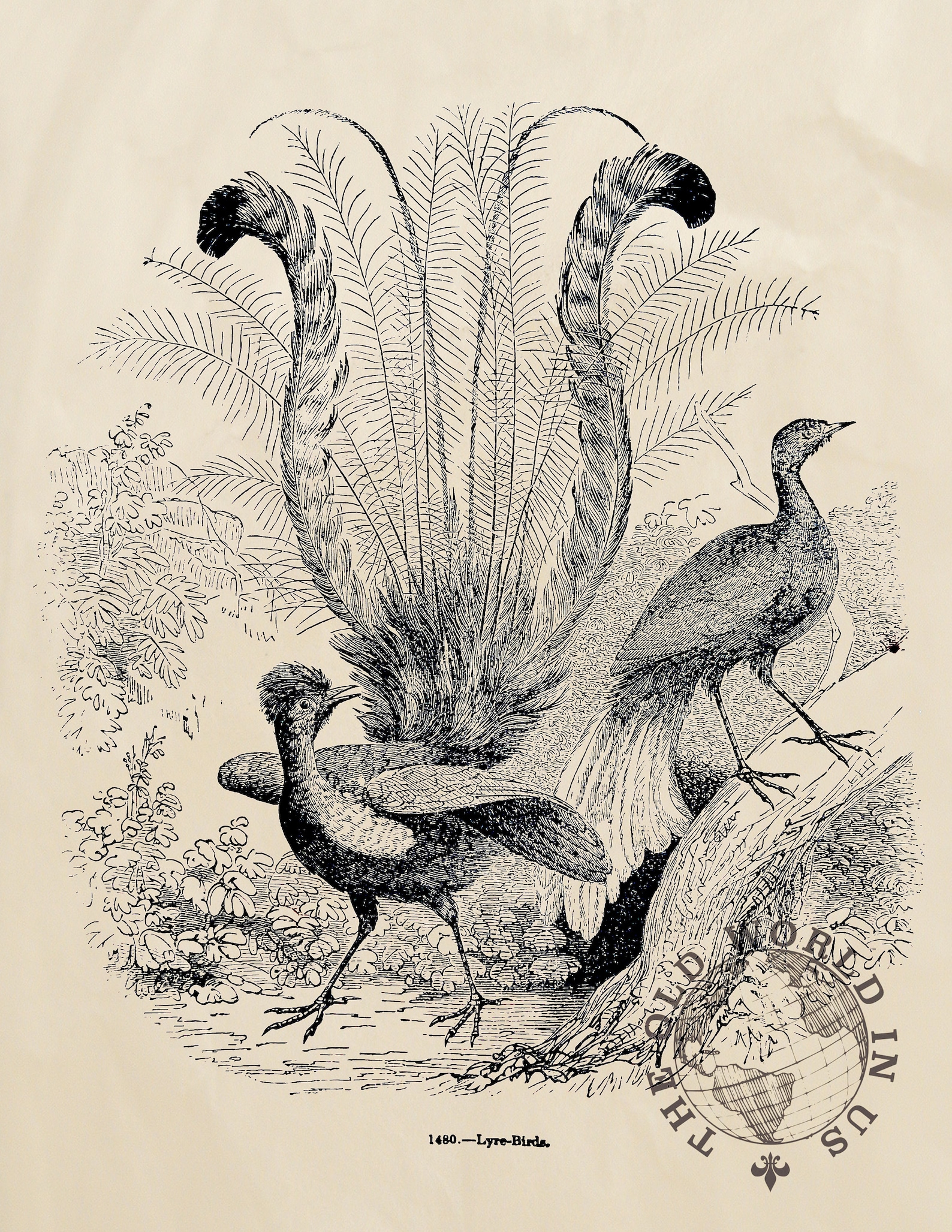 Vintage Lyre Birds 1800s Science Illustration Printable Instant ...