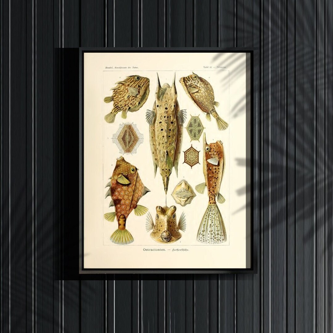 Vintage Puffer Fish 1800s Anatomy Science Illustration Printable ...
