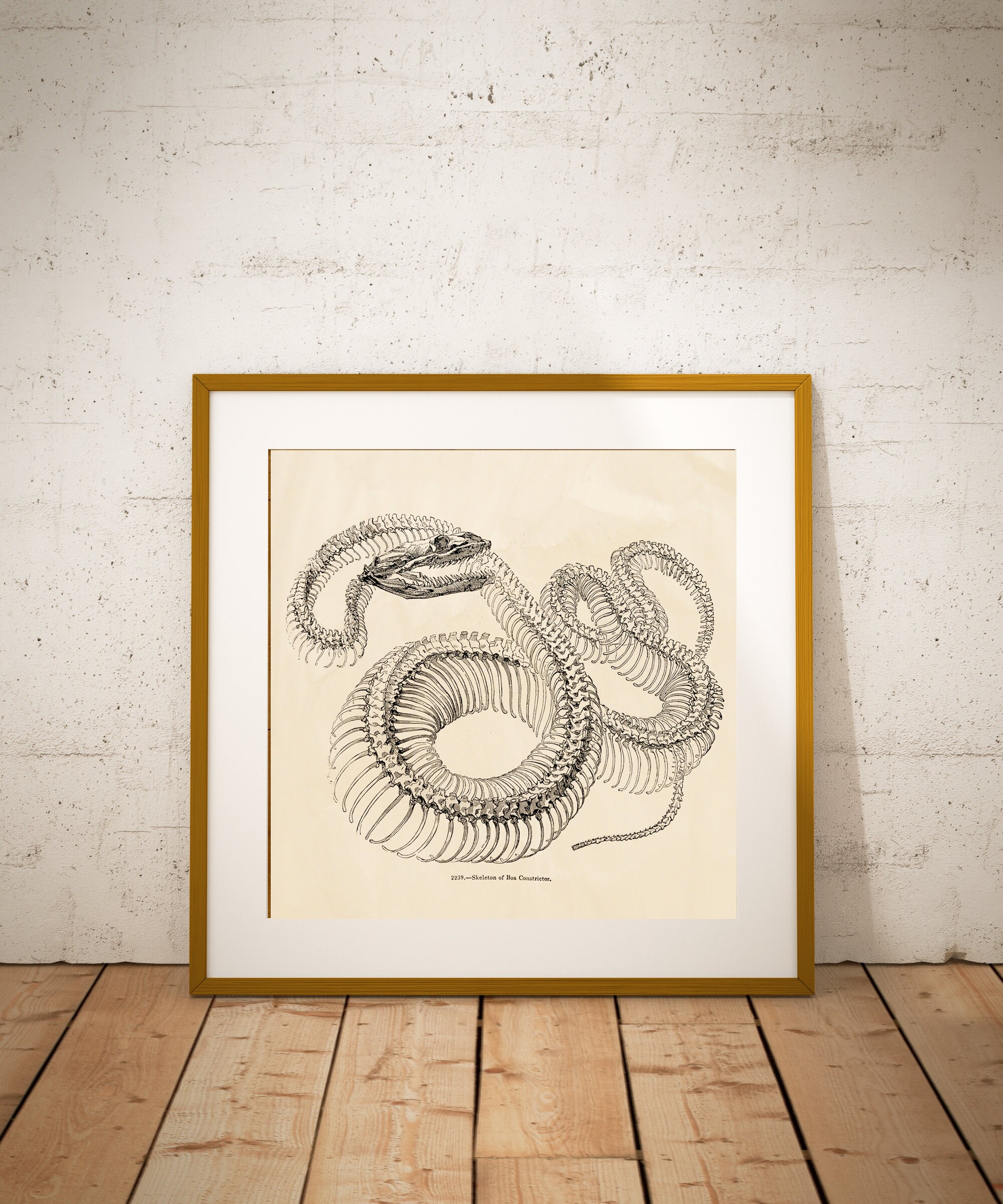 Vintage Boa Constrictor Snake Skeleton 1800s Science Illustration ...