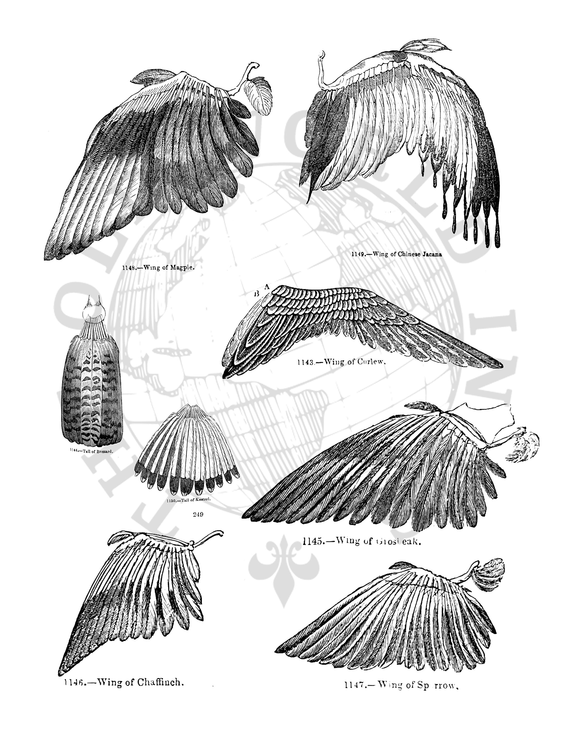 Vintage Bird Anatomy Set 1800s, Hawk Buzzard Magpie Science ...