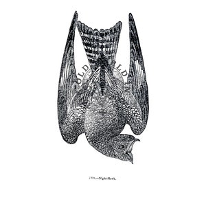 Vintage Nighthawk 1800s Science Illustration Printable Instant Download ...