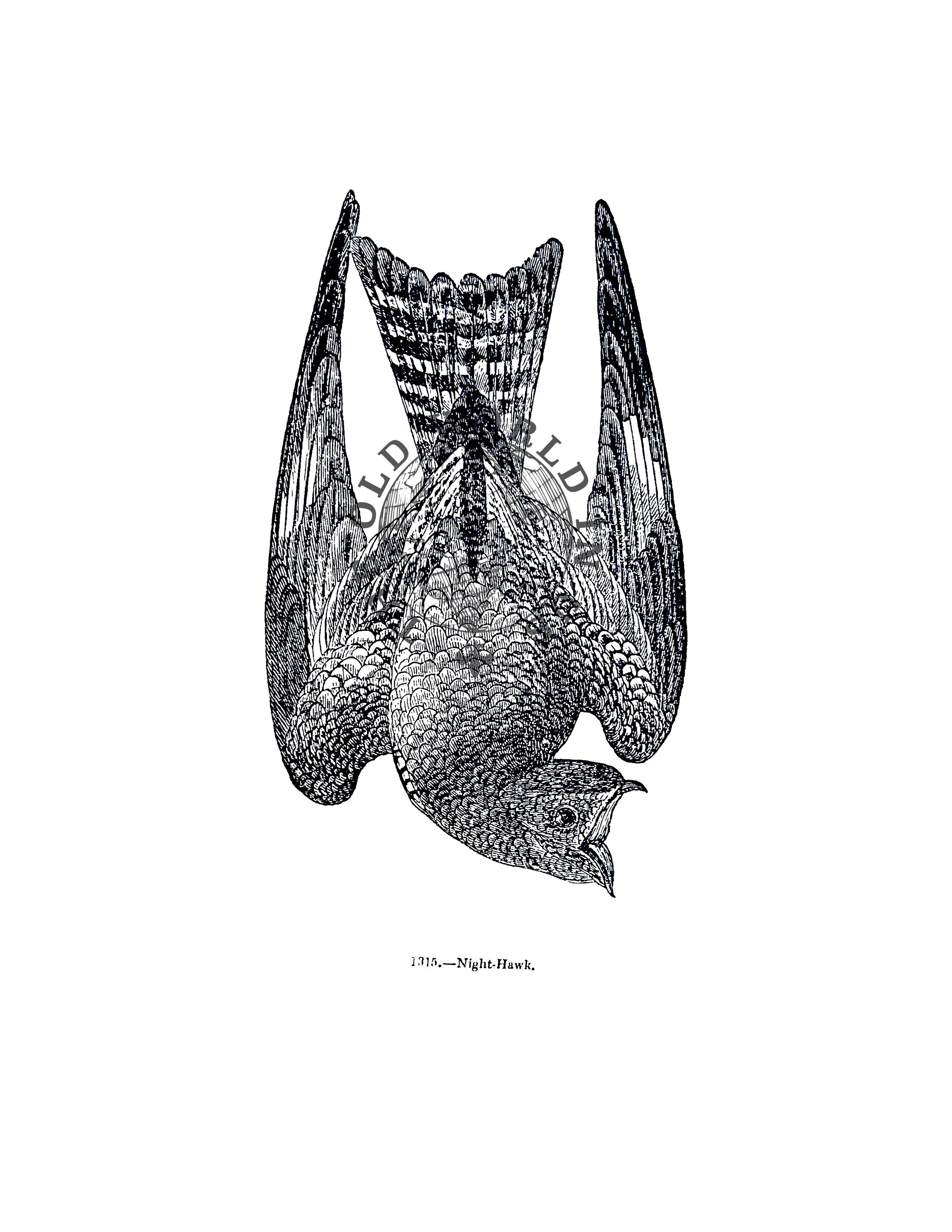 Vintage Nighthawk 1800s Science Illustration Printable Instant Download ...