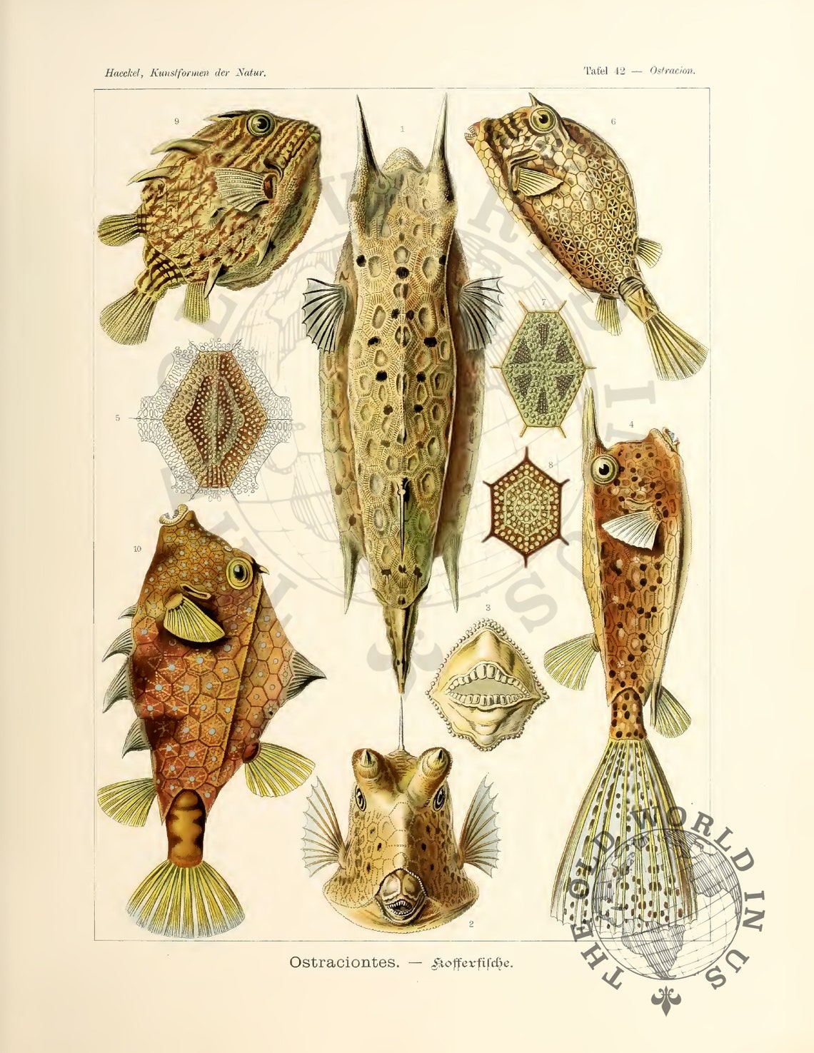 Vintage Puffer Fish 1800s Anatomy Science Illustration Printable ...