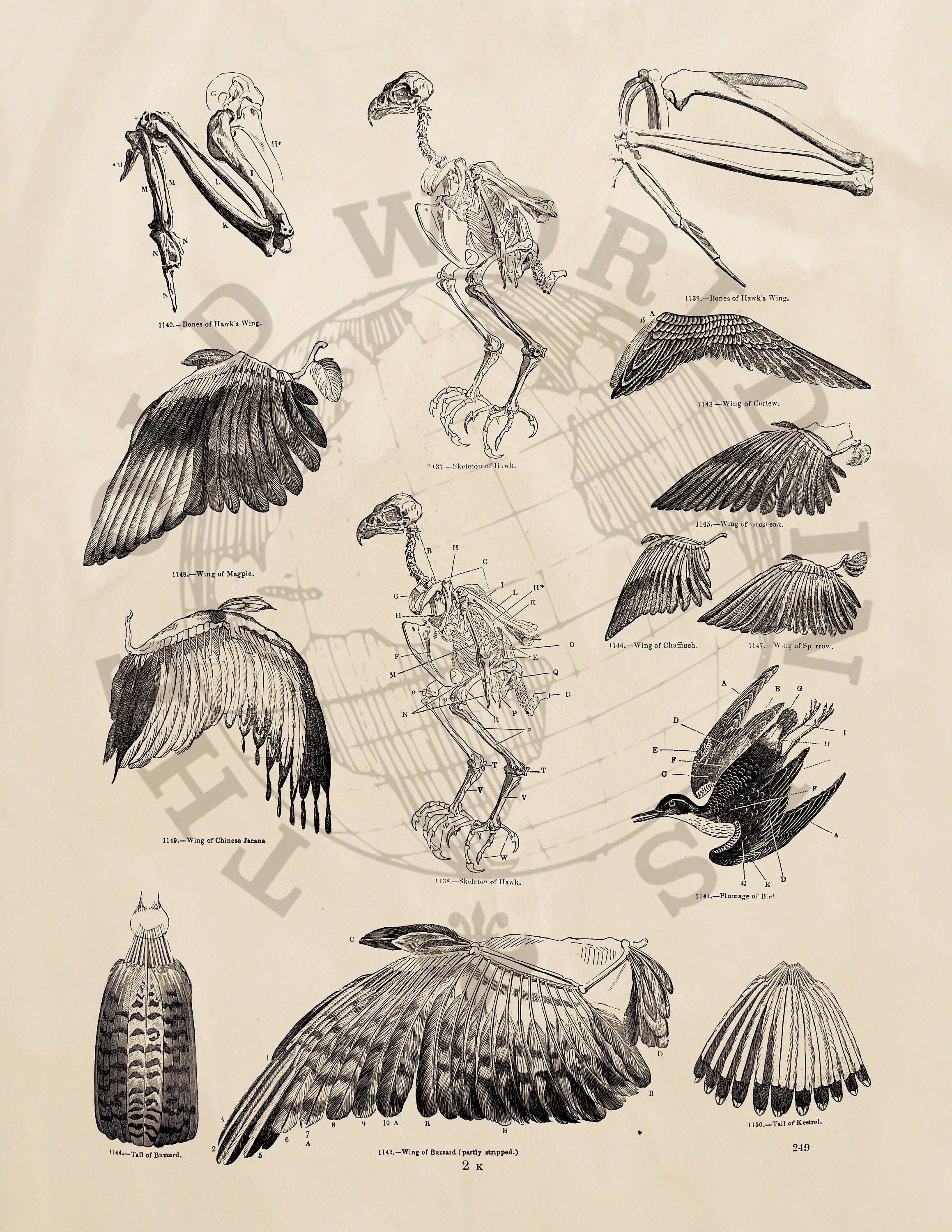 Vintage Bird Anatomy Set 1800s, Hawk Buzzard Magpie Science ...
