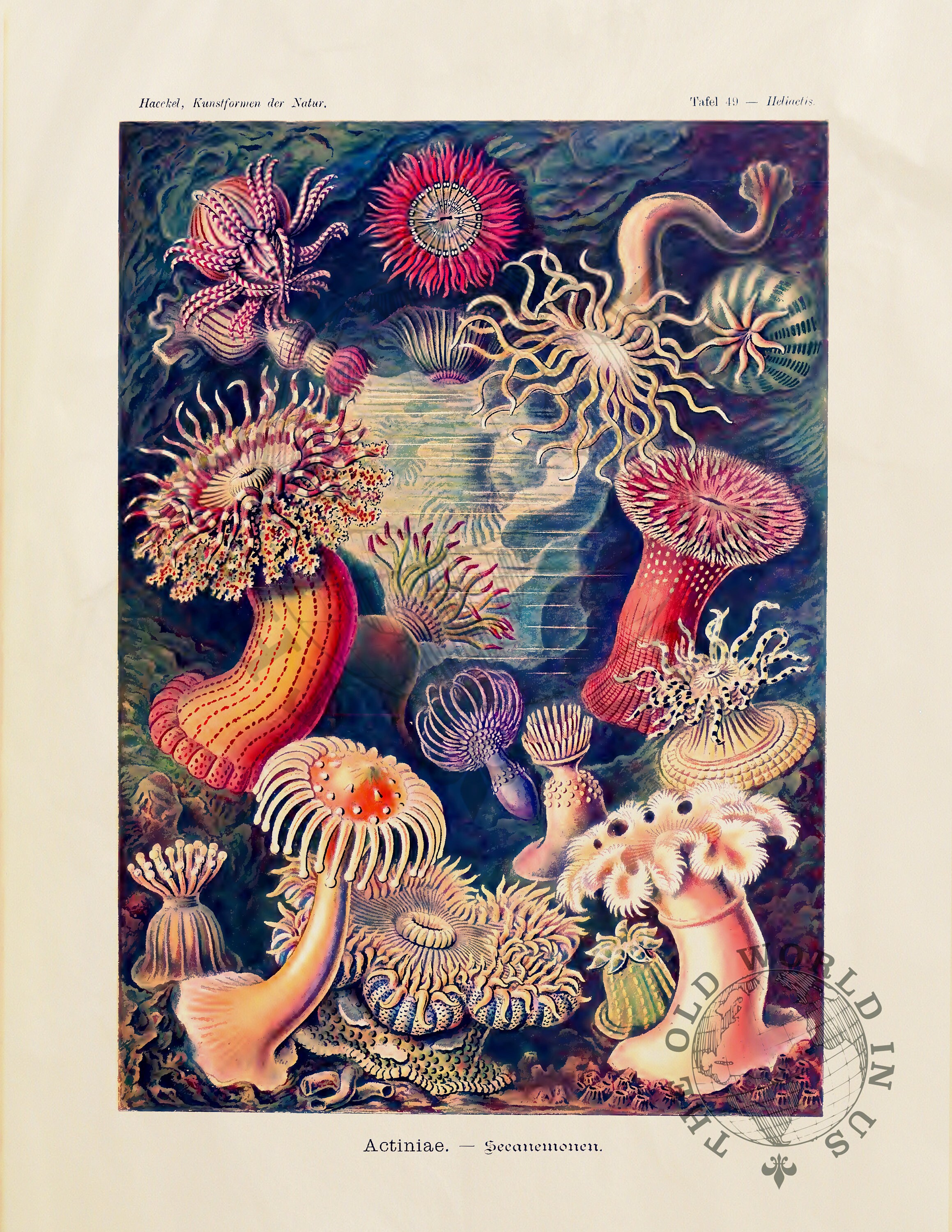 Vintage 1800s Ocean Life Science Illustration Printable Instant ...