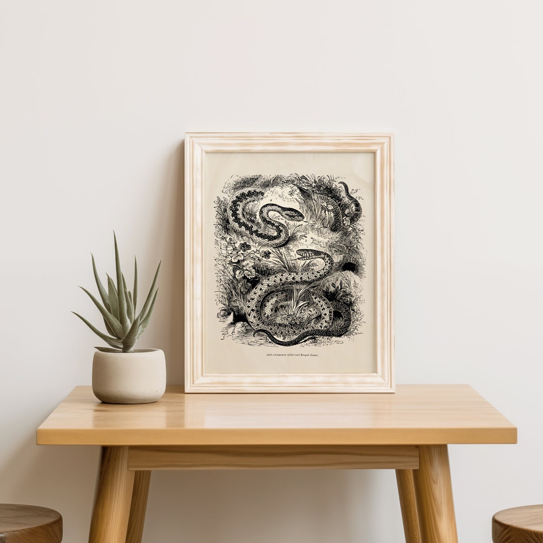 Vintage Adder and Ringed Snake 1800s Science Illustration Printable ...