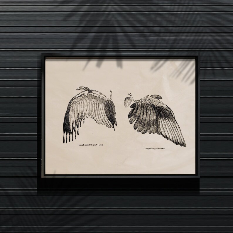 Vintage Bird Anatomy Set 1800s, Hawk Buzzard Magpie Science ...